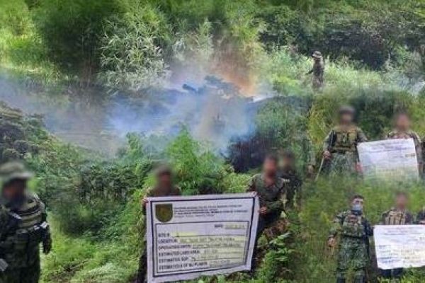 Higit P8-M na halaga ng pananim na marijuana sa Kalinga, sinunog ... Higit P8-M na halaga ng pananim na marijuana sa Kalinga, sinunog ...