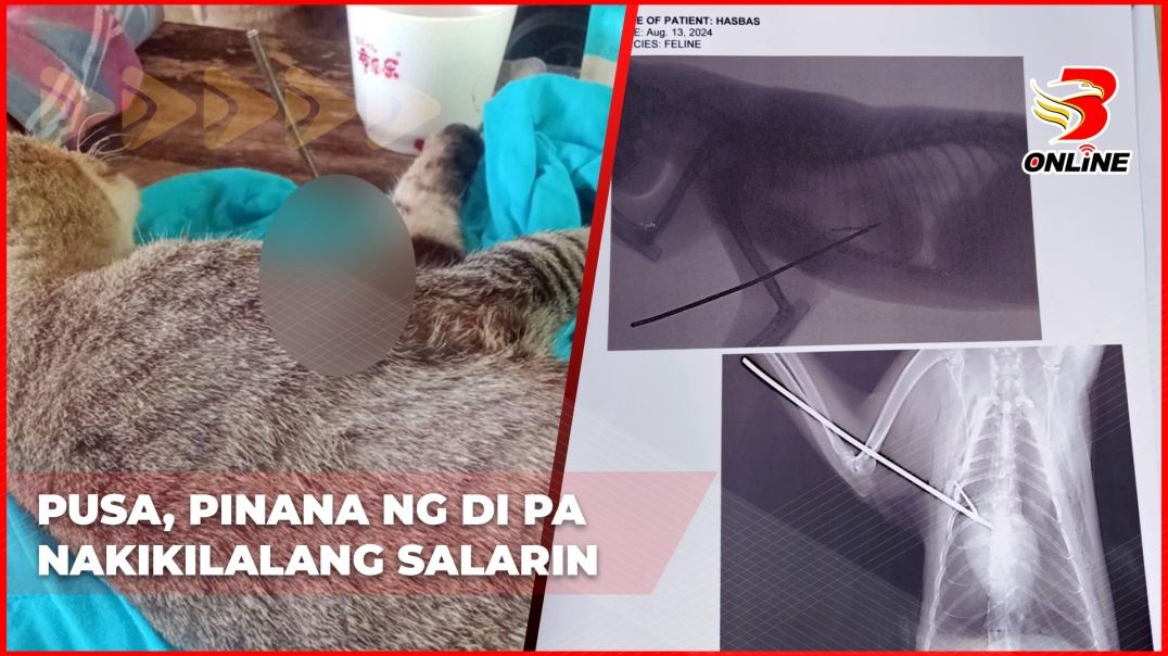 Pusa, pinana ng di pa nakikilalang salarin
