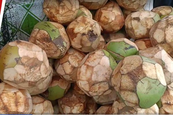 Presyo per kilo ng buko ngayong Peñafrancia Fiesta, posibleng tumaas | BRIGADA BALITA