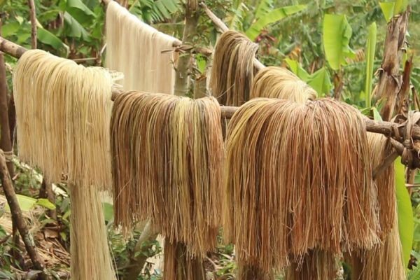 Pagkalugi sa abaca industry sa Bicol, hindi naramdaman matapos ang ...