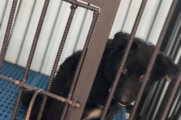 Construction ng 3 dog impounding facility sa So.Cot, nagpapatuloy ...