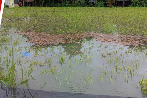 Palayan at mga barangay sa Minalabac, Camarines Sur, nalubog sa baha ...