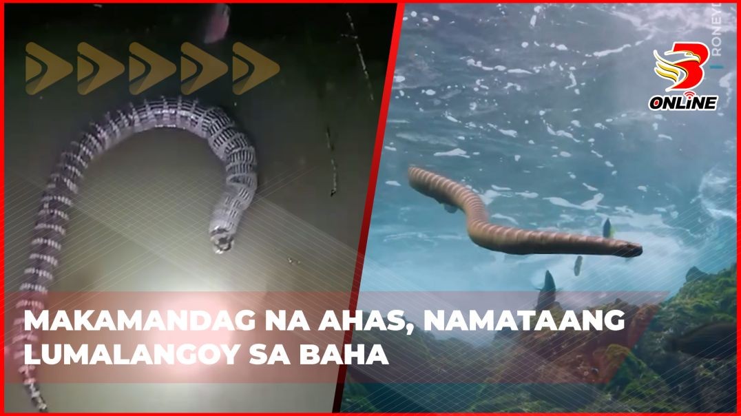 Makamandag na ahas, namataang lumalangoy sa baha