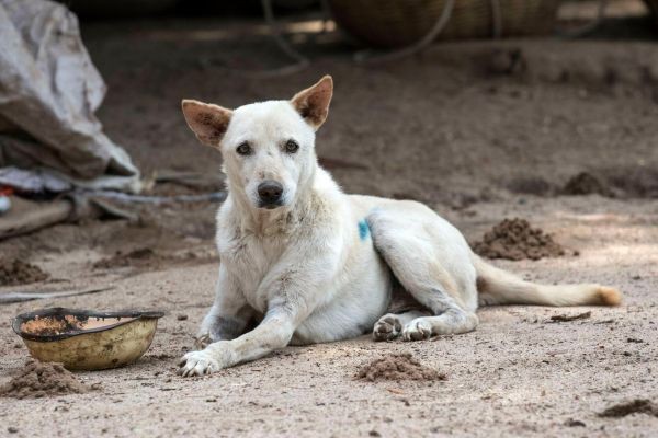 Mga nadadakop na stray dogs sa Legazpi City, nabawasan ngunyan na taon ...