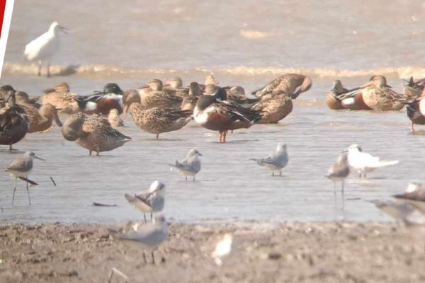 Migratory Birds, tuloy-tuloy ang pagsidatingan sa Cabusao Wetlands ...