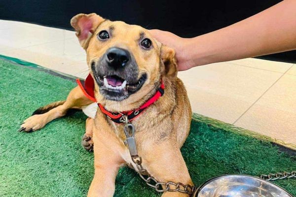 Humane animal impounding at proper restraint training, matagumpay na ...