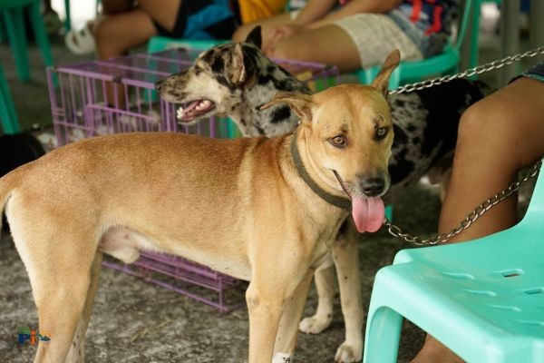 Pagkontrol sa pagdami ng mga asong gala, binigyang pansin | BRIGADA BALITA