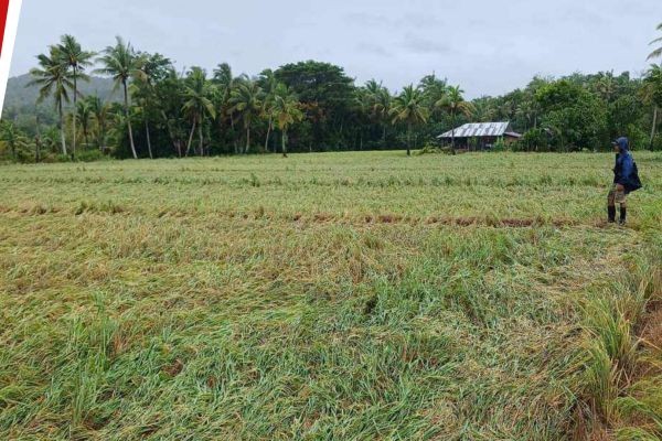 Mahigit 1 Billion na pinsala sa agrikultura sa Bicol Region, naitala ng DA dahil sa Bagyong ...