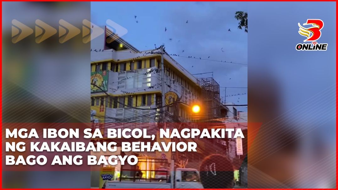 Mga ibon sa Bicol, nagpakita ng kakaibang behavior bago ang bagyo