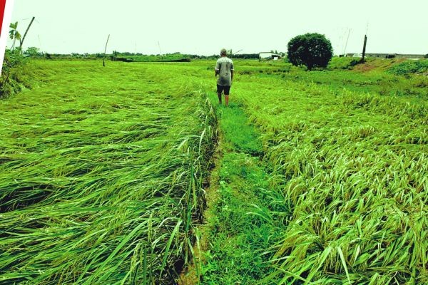 P9.2 Million na danyos, naitala ng DAR CamSur II sa mga Agrarian Reform ...