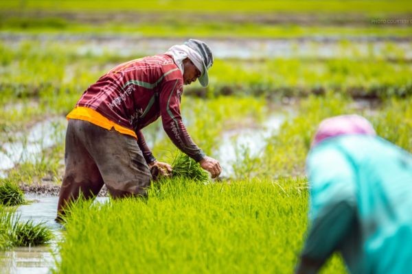 Rice trade cooperation, isusulong ng liderato ng Kamara sa Cambodia ...