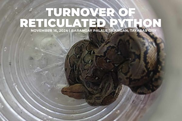 Tatlong reticulated python, nasagip sa Tayabas City | BRIGADA BALITA
