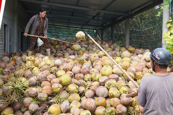 Magandang presyuhan ng copra sa Bicol Region, ipinaliwanag ng PCA ...