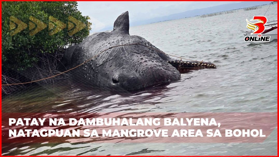 Patay na dambuhalang balyena, natagpuan sa mangrove area sa Bohol