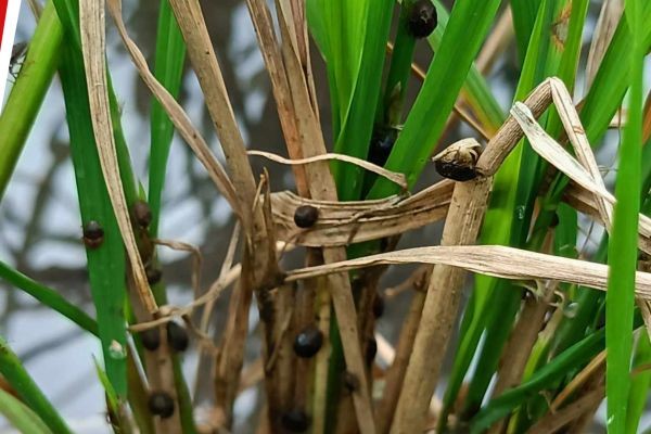 Peste sa mga pananim ngayong planting season, pinamomonitor ng MAO ...