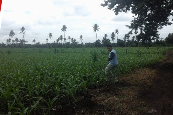 Ilang mga magsasaka sa Naga City, ibinibenta na ang kanilang mga ...