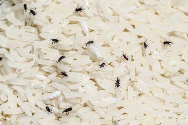 Mga bigas na ibinebenta sa Kadiwa, may bukbok daw? | BRIGADA BALITA