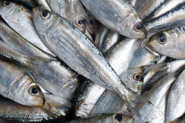 Paghuli at pagbebenta ng isdang Tawilis, mahigpit na ipinagbabawal sa ...