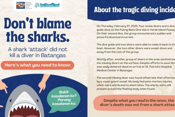 Diving group, nanindigang hindi 'shark attack' ang nangyari sa Batangas ...