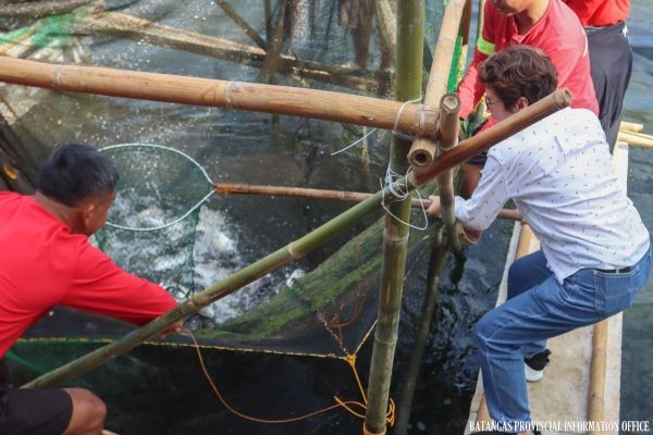 Harvest Field Day para sa Maliputo Grow-Out Culture project, isinagawa ...