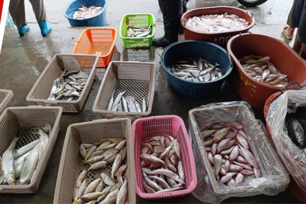 Pagbebenta ng huling isda mula sa Calabanga, binigyang linaw | BRIGADA ...