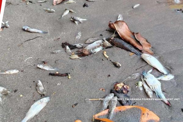 BFAR Bicol, naglabas na ng pahayag matapos ang Fish kill sa Camarines Sur | BRIGADA BALITA