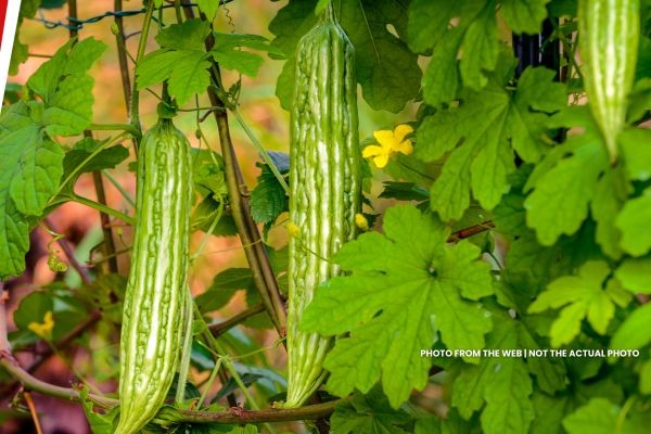 Ilang tanim na ampalaya sa Tigaon, Camarines Sur, nalanta na dahil sa ...