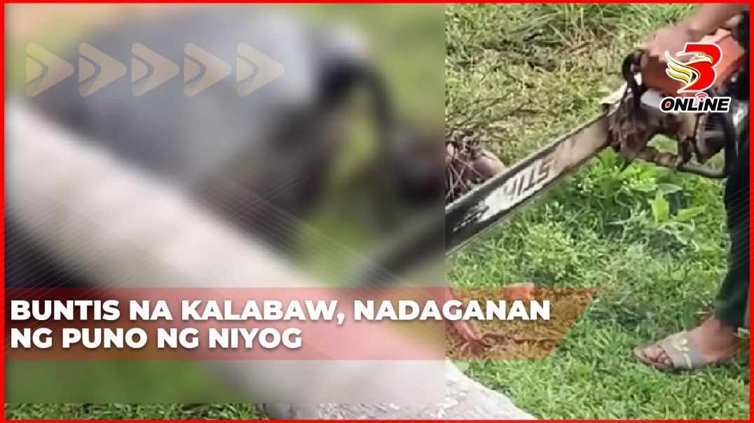 Buntis na kalabaw, nadaganan ng puno ng niyog
