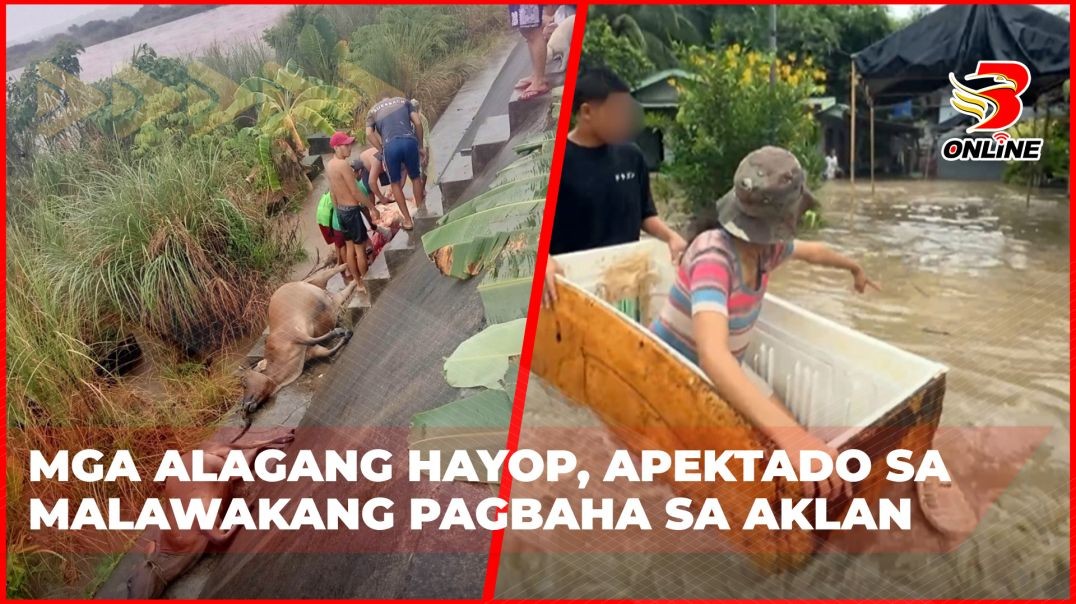 Mga alagang hayop, apektado sa malawakang pagbaha sa Aklan