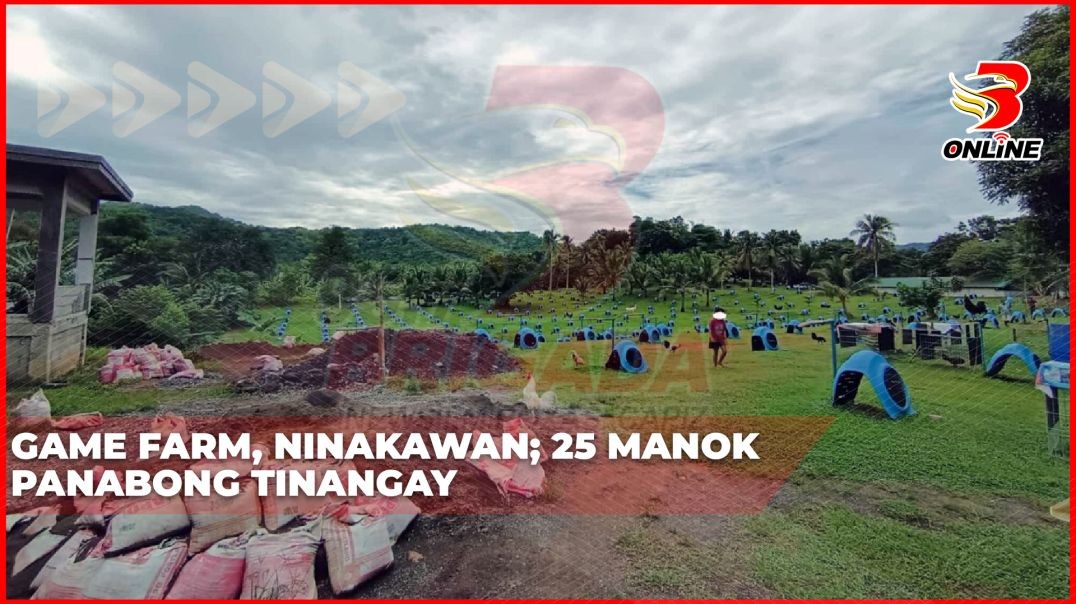 Game farm, ninakawan; 25 manok panabong tinangay