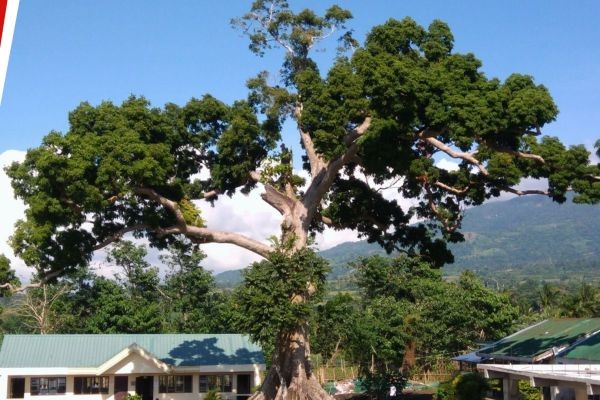 396-year-old Dao Tree sa Tigaon, nananatiling matatag sa kabila ng mga ...