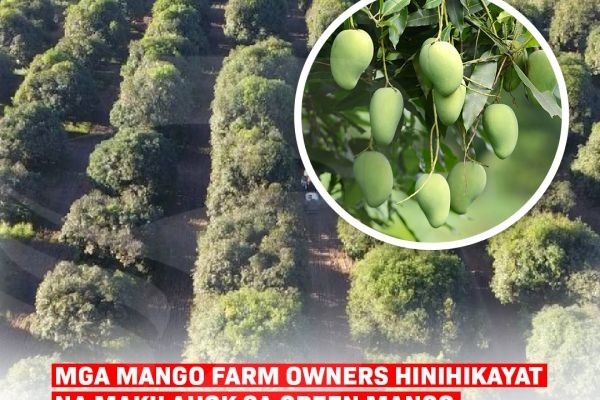 Mga mango farm owners hinihikayat na makilahok sa green mango valley ...