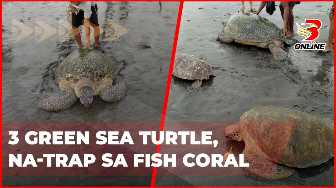 Butanding, na-trap sa lambat