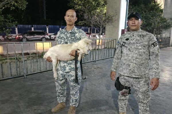 Asong tumalon sa riles ng MRT-3 Guadalupe Station, agad nasagip ng PCG ...