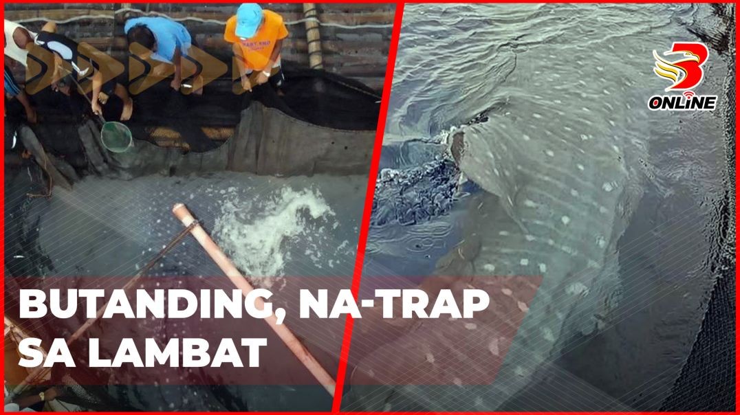 Butanding, na-trap sa lambat