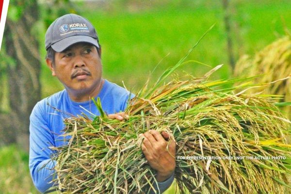 Ekta-ektaryang sakahan at halos dalawang libong magsasaka sa Camarines ...